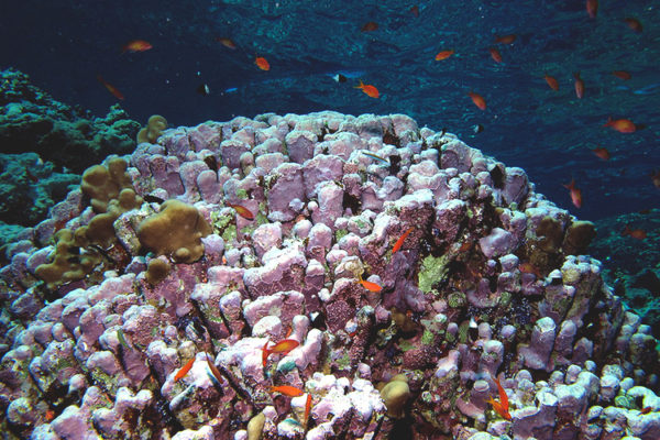 10 Facts Why Coralline Algae is Important For Reef Tank (Exclusive)