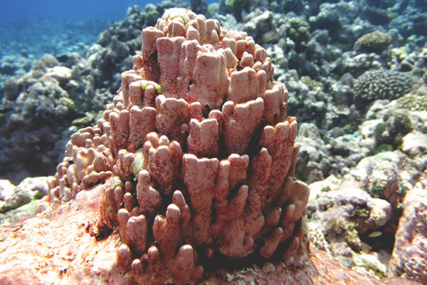 10 Facts Why Coralline Algae is Important For Reef Tank (Exclusive)
