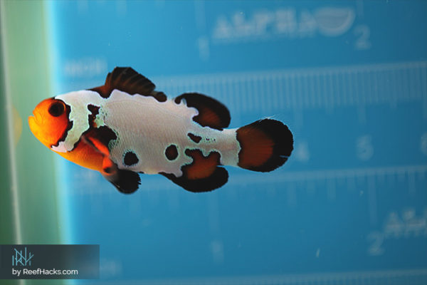 Clownfish Care Amazing Facts And Care Tips With Pictures