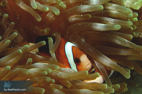 Clownfish Care Amazing Facts And Care Tips With Pictures