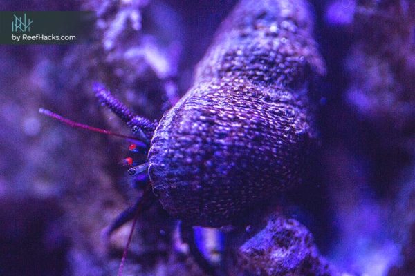 Full Guide - Reef Tank Cleaning Hack: Hire a Dedicated Clean Up Crew.