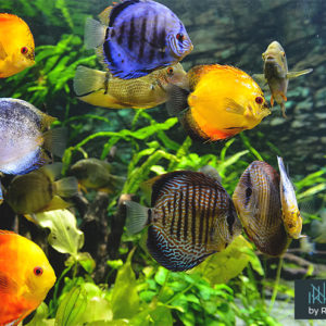 15 Colorful Freshwater Fish & Pretty Aquarium Fish For Your Family.